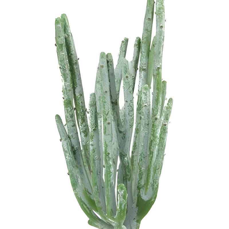 Pencil Cactus - Etsy