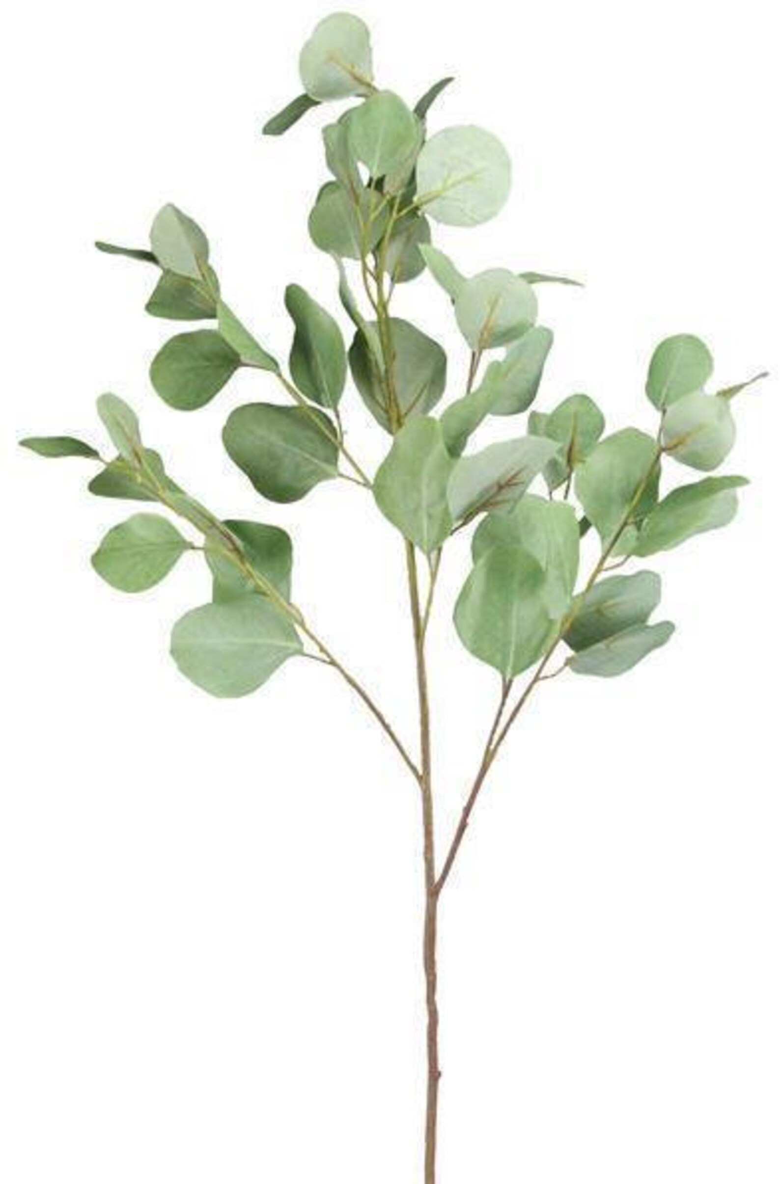 34 Floral Greenery Pick/spray-artificial Silver Dollar | Etsy