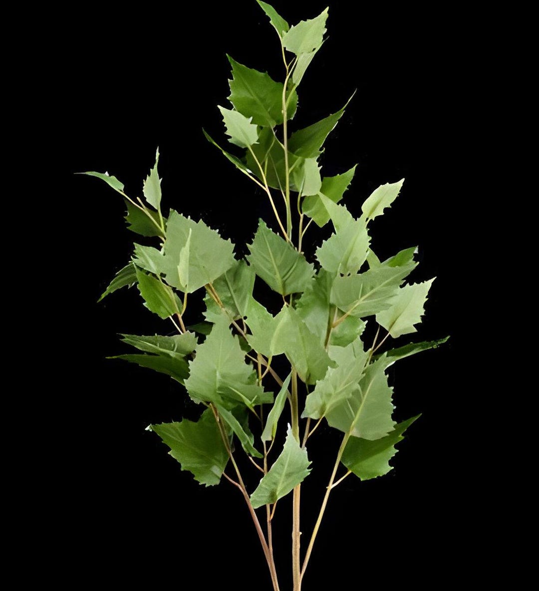 34 Tall Birch Tree Branch Spray on Stem - Etsy