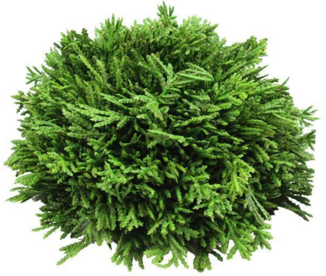 Faux Cedar Ball Half Sphere W/ Flat Bottom - Christmas Greenery Ball - Etsy