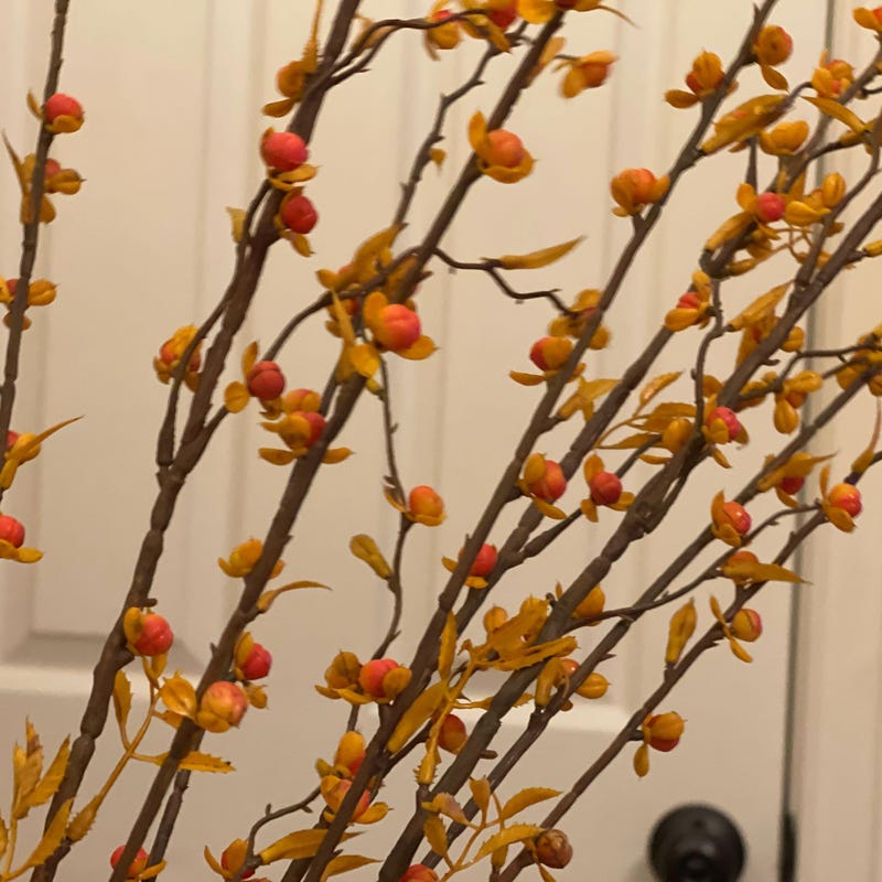 Berry Branches - Etsy