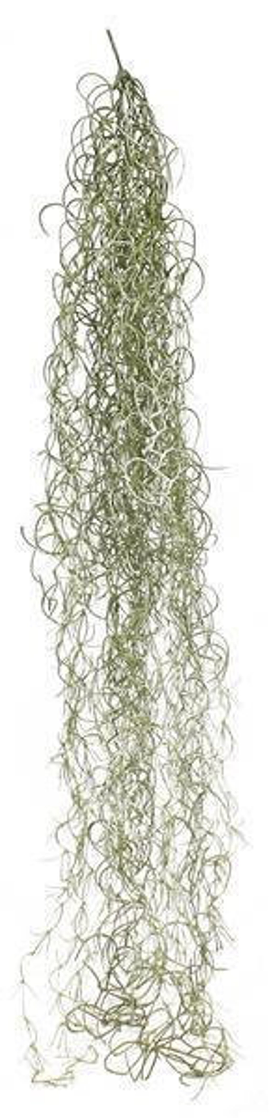42" Large Artificial Spanish Moss Hanging Bush in Green/gray-tillandsia ...