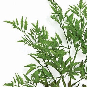 20" Natural Touch Fern Leaf Aralia Spray With Roots - Etsy