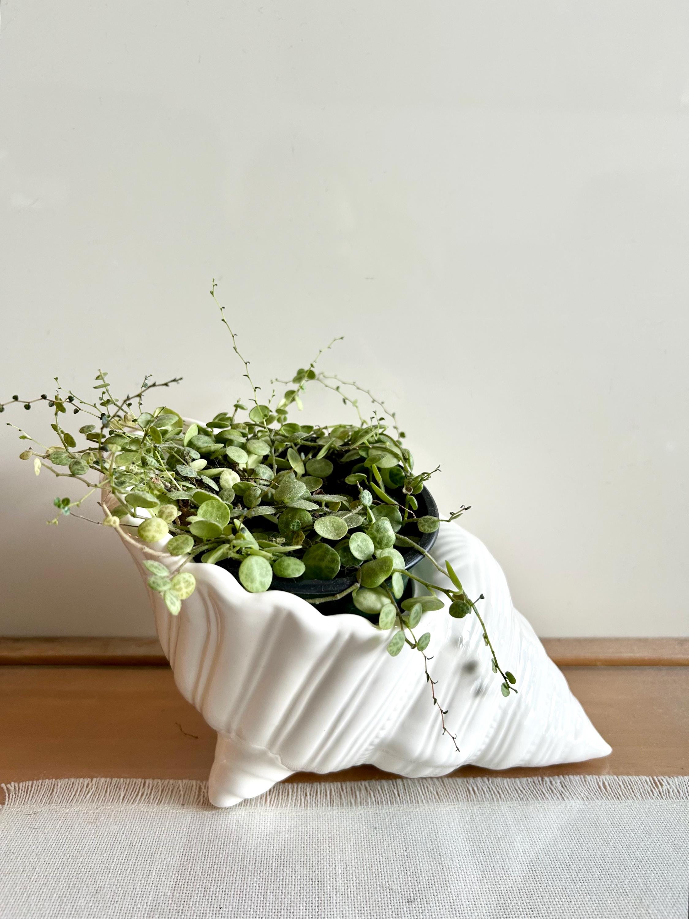 Vintage Ceramic Conch Shell Planter/ Handmade Footed Seashell Plant ...