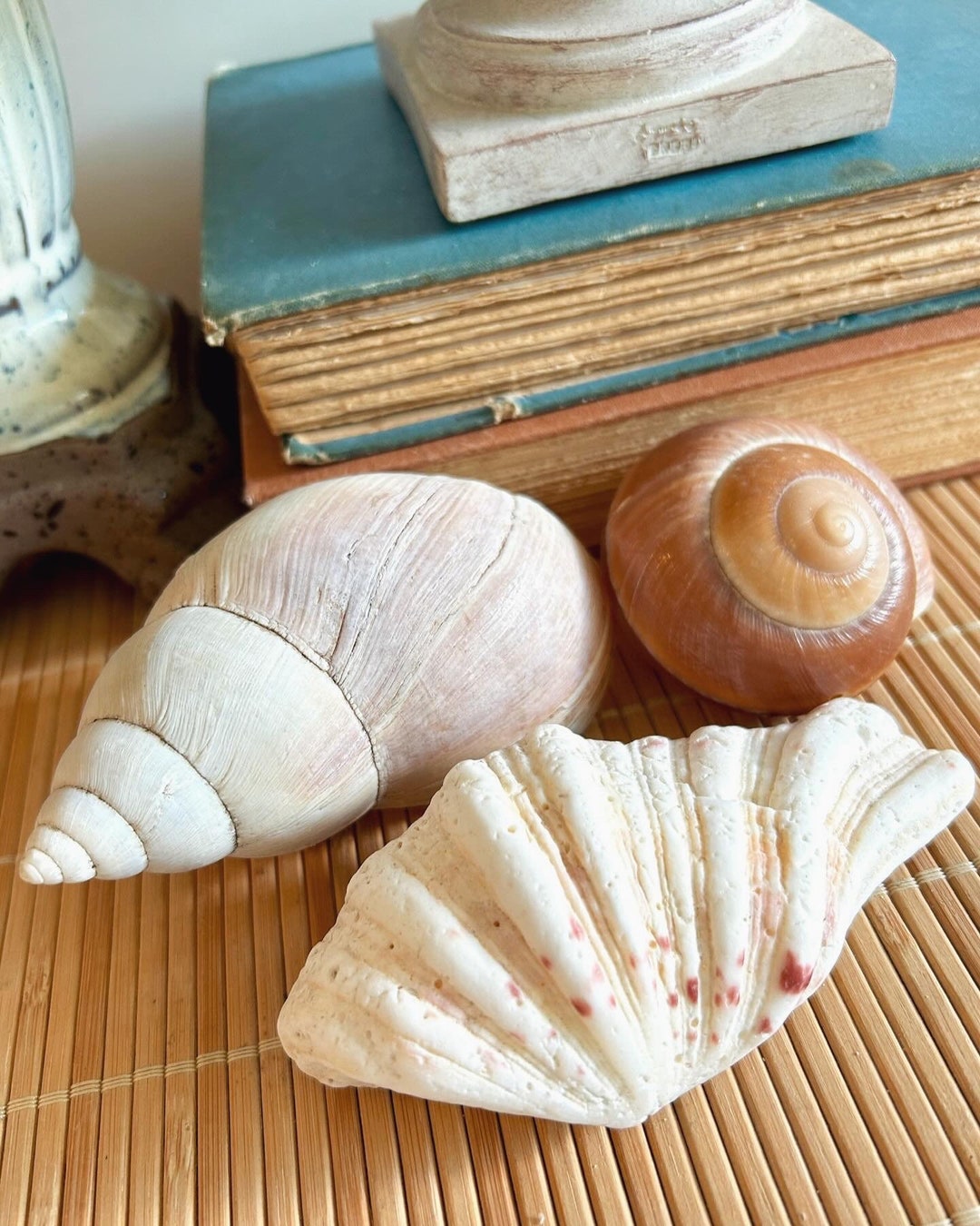 Vintage Assorted Shell Coral Collection/pieces Foraged Natural ...