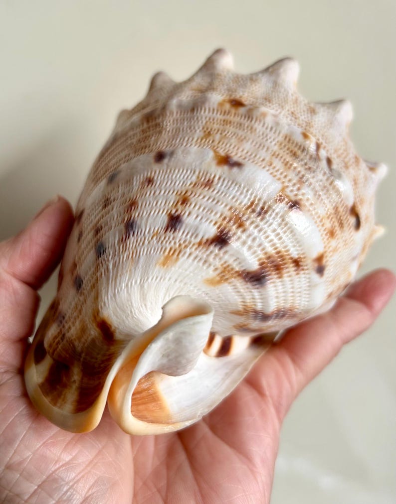 Found Natural Cassis Cornuta Conch Shell/striped Cassis Cornuta “queen ...