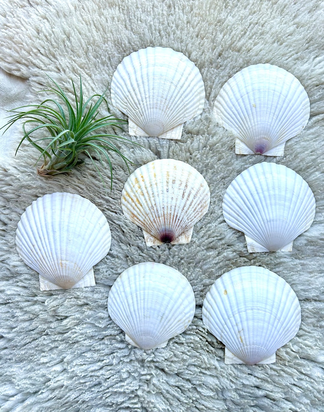 Vintage Clam Shell Dishes / Set of 7 Decorative Natural Seashells ...