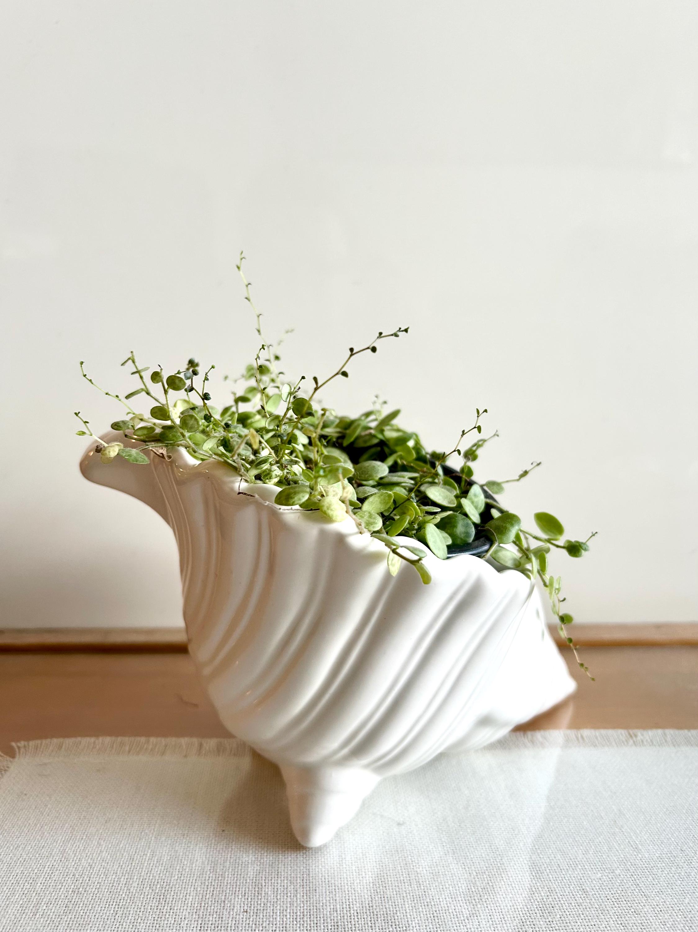 Vintage Ceramic Conch Shell Planter/ Handmade Footed Seashell Plant ...