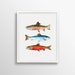 Trout Print, Watercolor Fish, Fish Print, Marine Print, Nautical Print ...