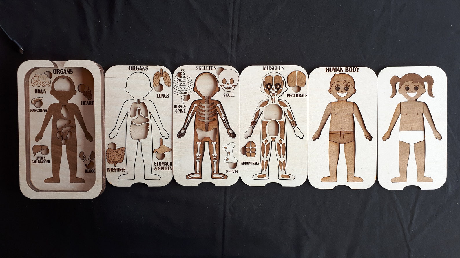 Anatomy Puzzle Laser Cutter Design Files - Etsy Canada