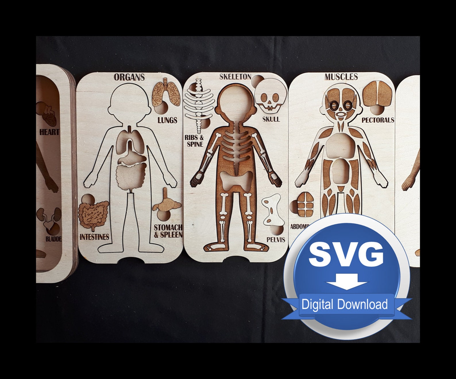 Anatomy Puzzle Laser Cutter Design Files - Etsy Canada