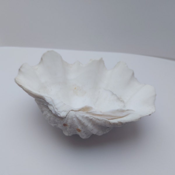 Giant Clam Shell - Etsy