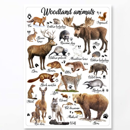 Montessori Educational Art Woodland Animals Home Decor Digital - Etsy