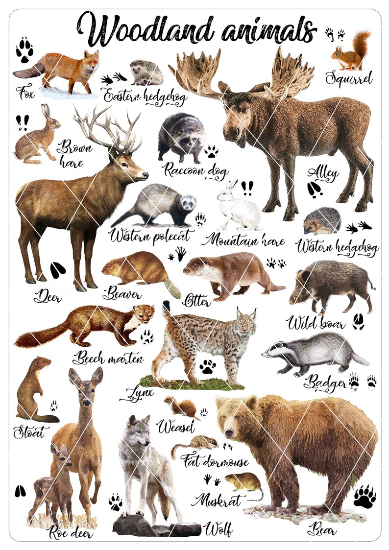 Montessori Educational Art Woodland Animals Home Decor Digital - Etsy