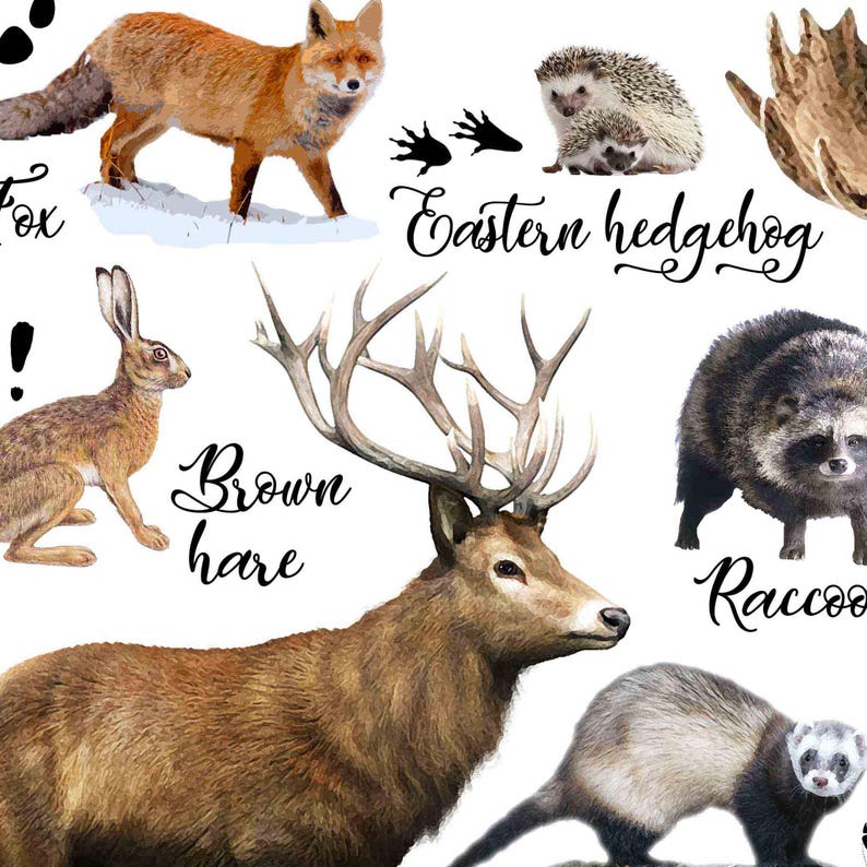 Montessori Educational Art Woodland Animals Home Decor Digital - Etsy