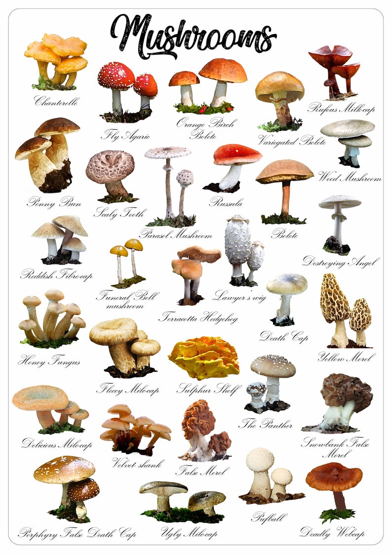 Mushroom Art Print Instant Download, Botanical Poster, Kitchen ...