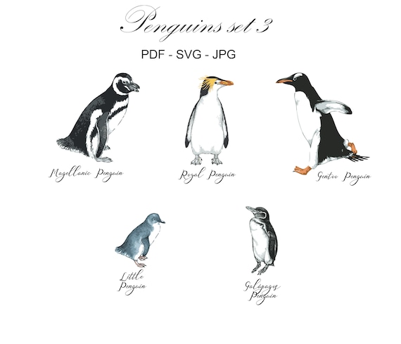 Penguins Svg Vector Files 5 Penguins Pdf Files Instant - Etsy
