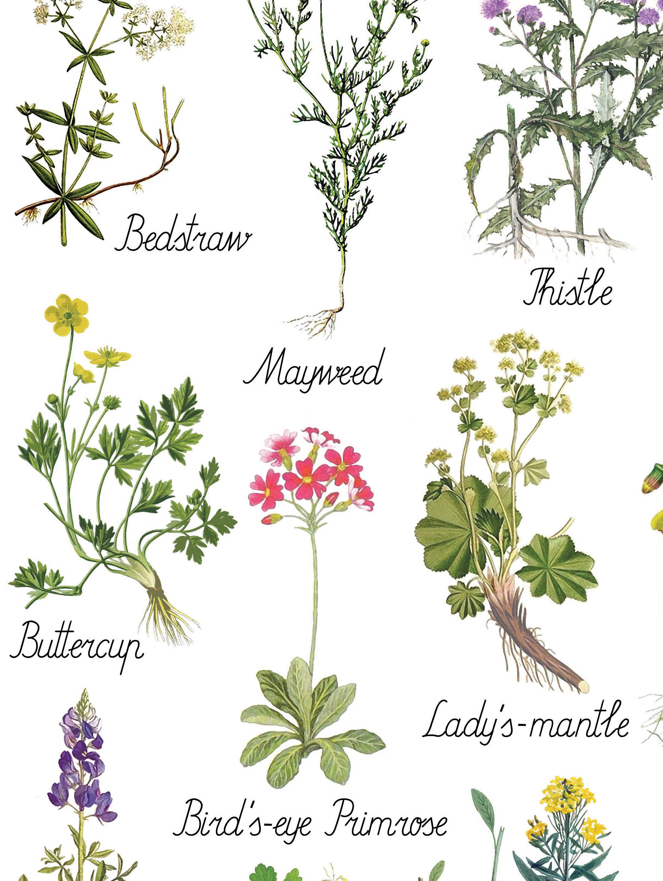 Montessori, Preschool, Kindergarten Printable Flowers Art, Instant ...