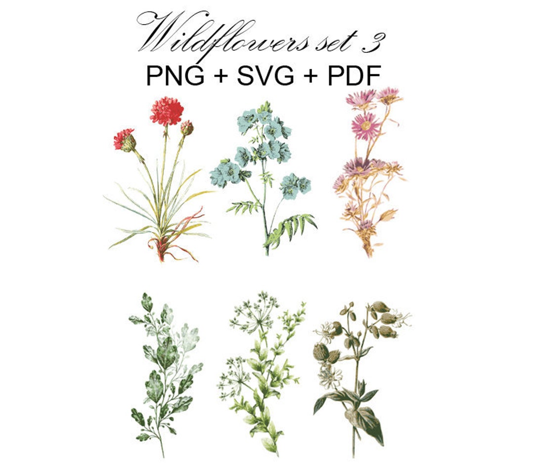 Wildflower Set 3, Flowers Svg, Jpg, Eps, Botanical Print, 6 Flowers ...