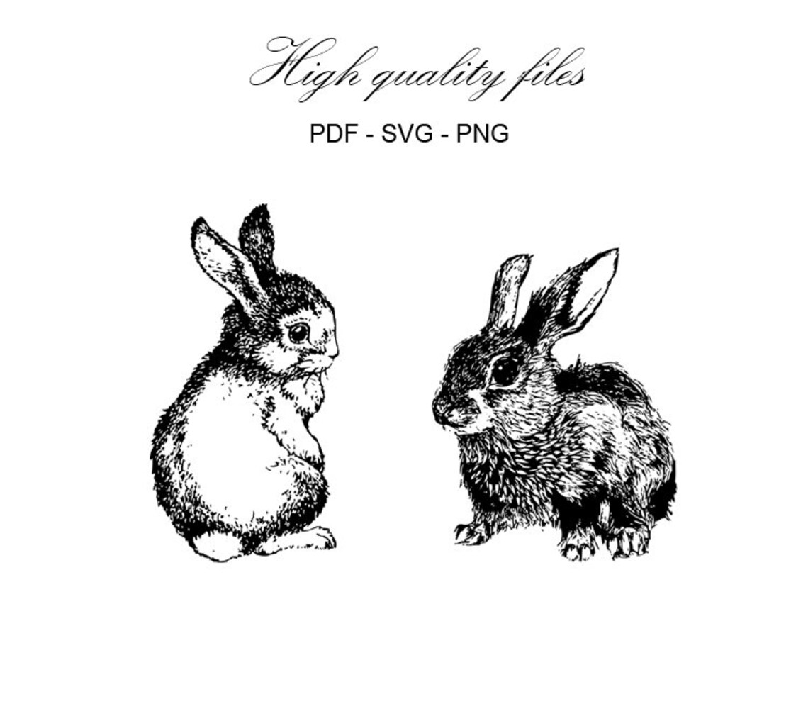 Rabbit Vector, Illustration, Drawing, SVG File, Eastern Rabbit, Little ...