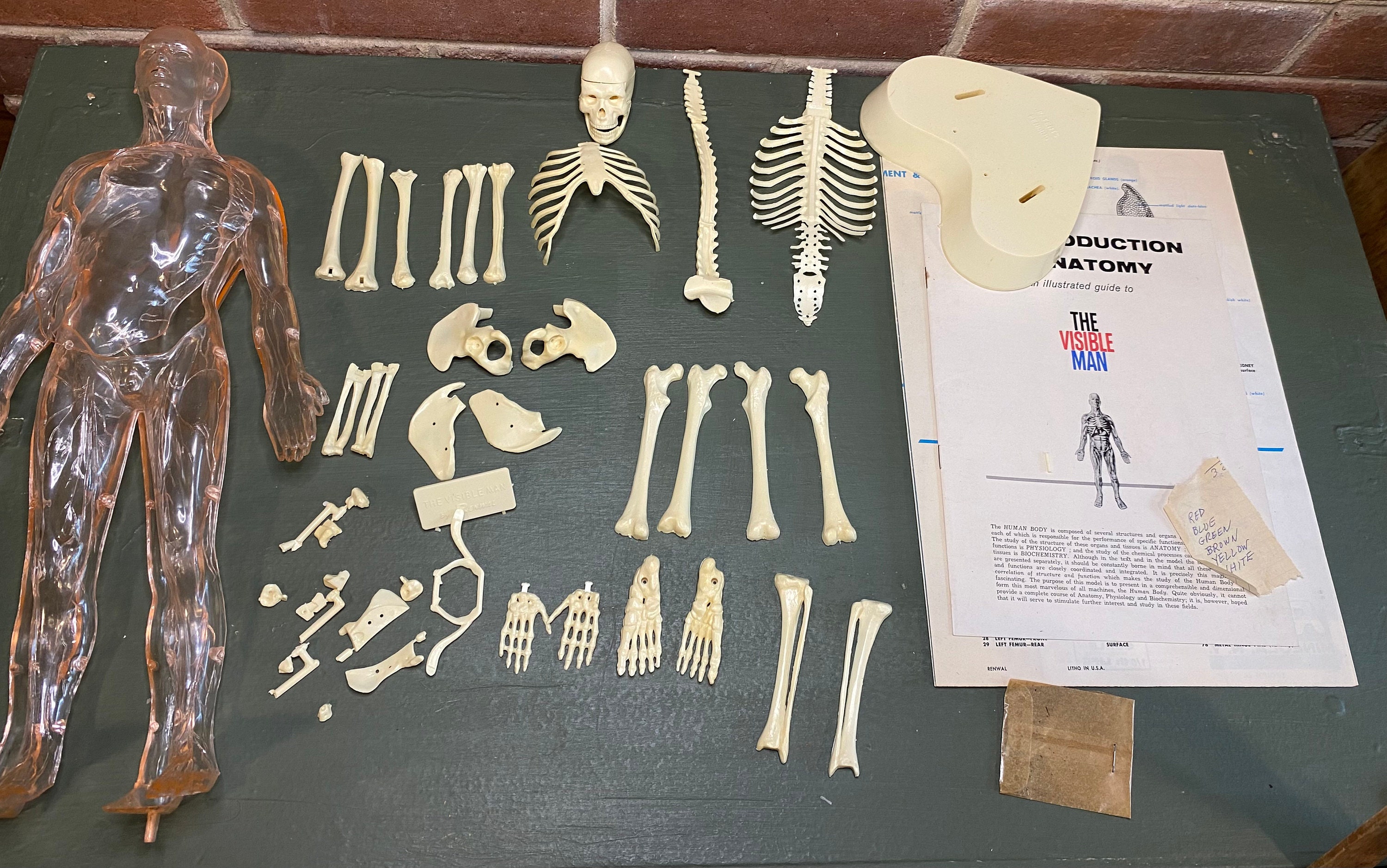 Vintage Visible Man Anatomy Model Kit - Etsy