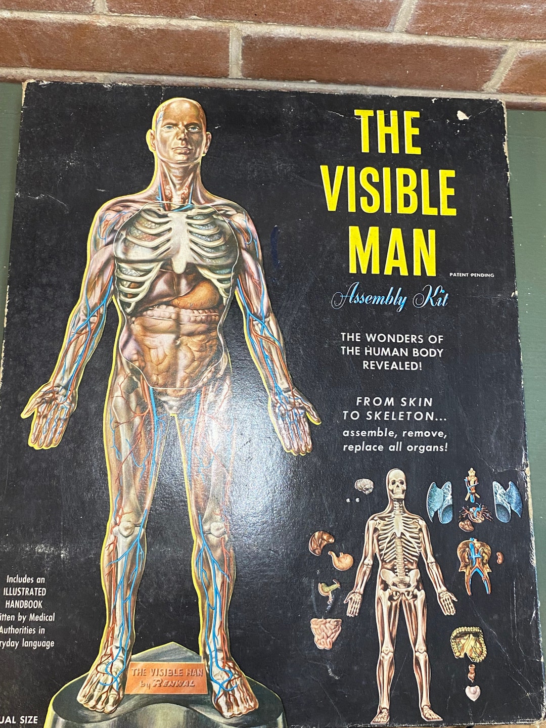 Vintage Visible Man Anatomy Model Kit - Etsy