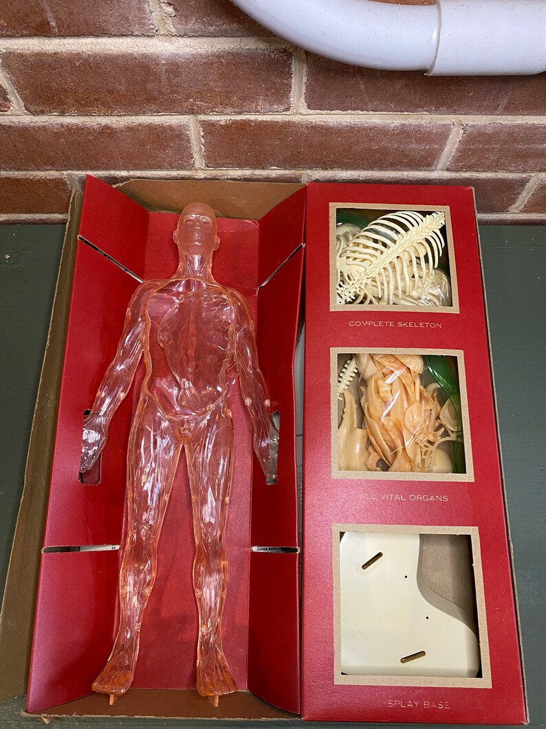 Vintage Visible Man Anatomy Model Kit - Etsy