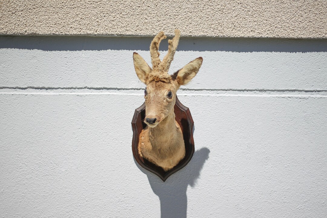 Deer Head Taxidermy, Deer Head, Doe Head, Deer, Hunting Trophy, Wall ...