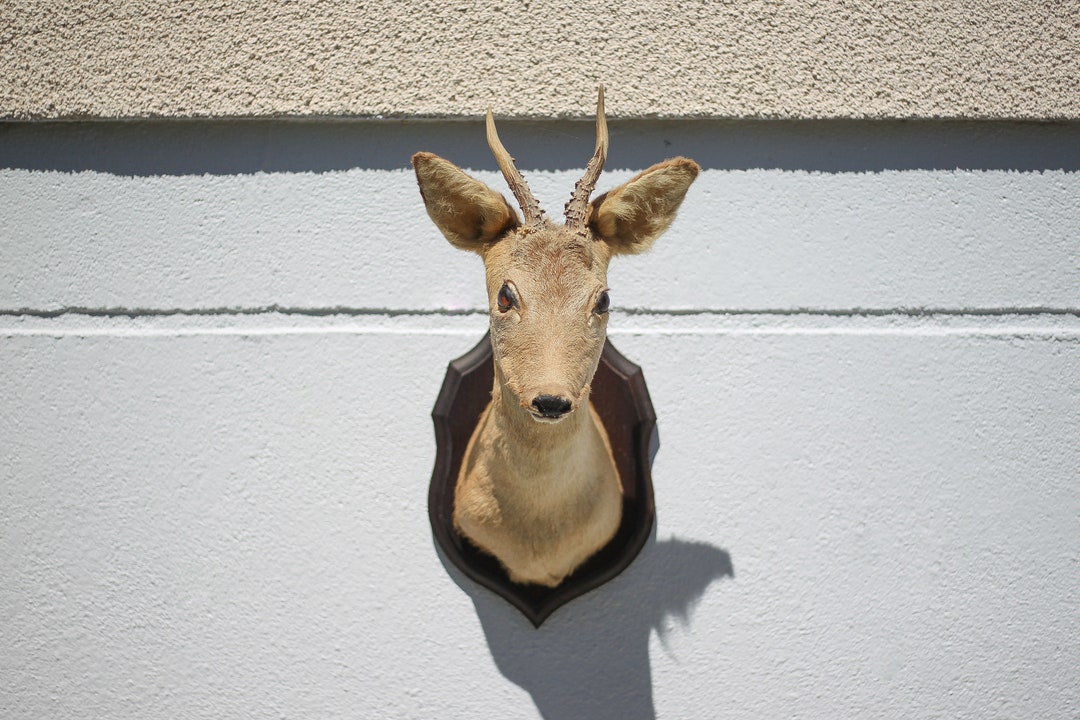 Deer Head Taxidermy, Deer Head, Doe Head, Deer, Hunting Trophy, Wall ...