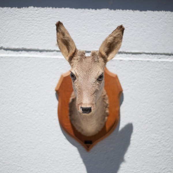 Deer Taxidermy - Etsy UK