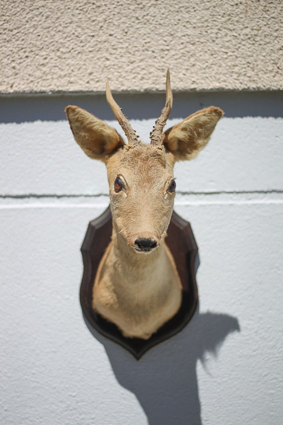 Deer trophy store
