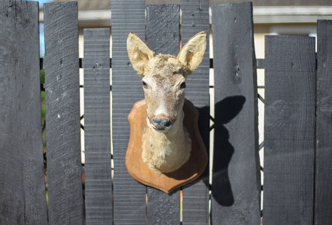 Deer Head Taxidermy, Deer Head, Doe Head, Deer, Hunting Trophy, Wall ...
