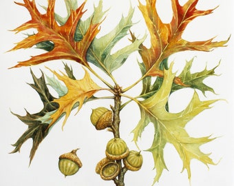 Red Maple Leaf Watercolor Fine Art Print - Etsy