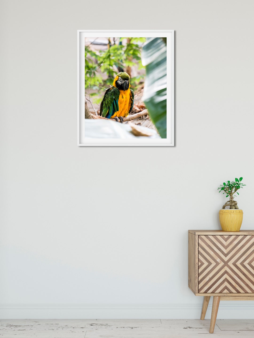 Sleepy Parrot at Cincinnati Zoo Photographic Photo Print - Etsy