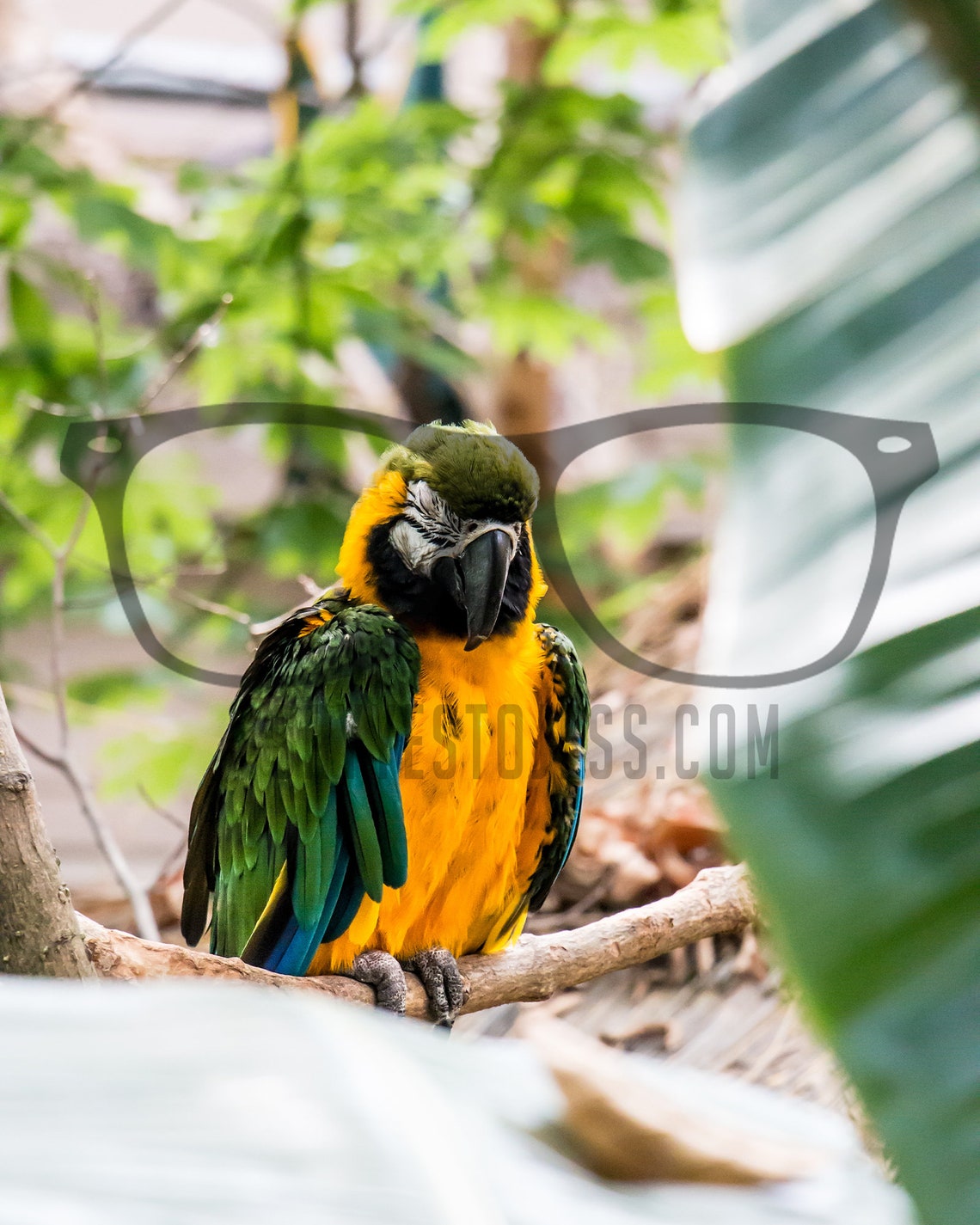 Sleepy Parrot at Cincinnati Zoo Photographic Photo Print - Etsy