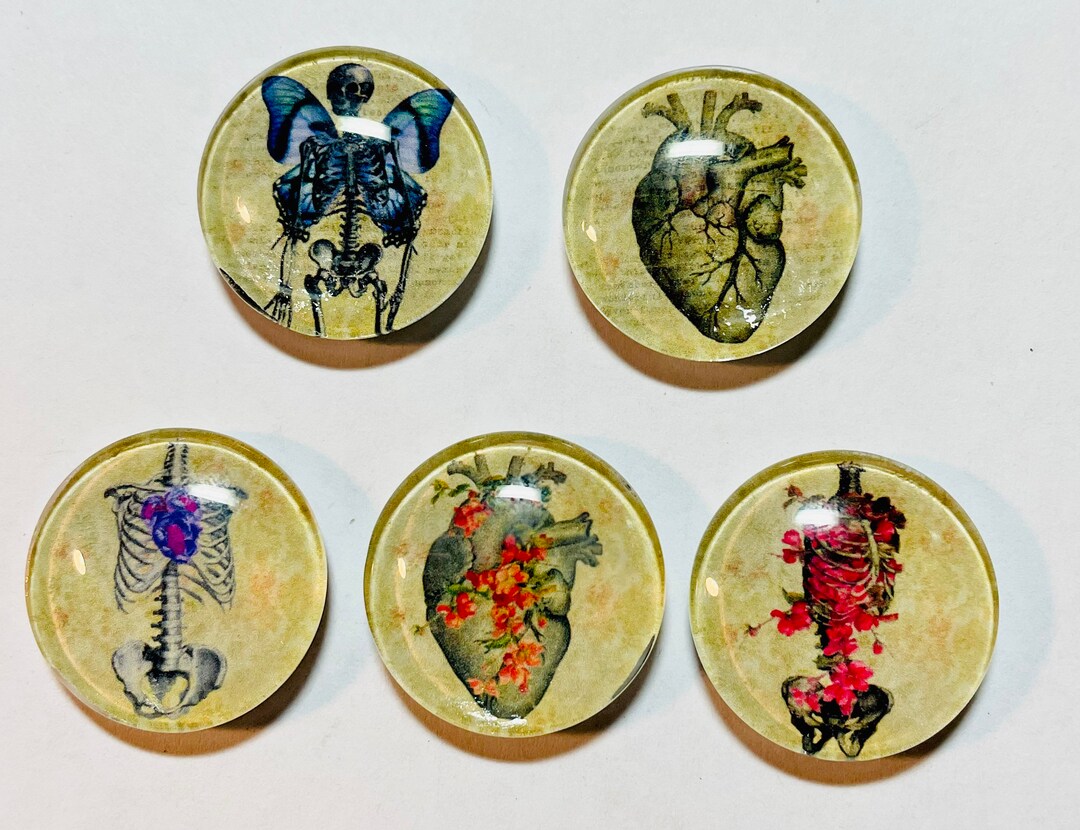 Floral Anatomy Magnet Set, Anatomy Magnet, Handmade Anatomy Magnets ...