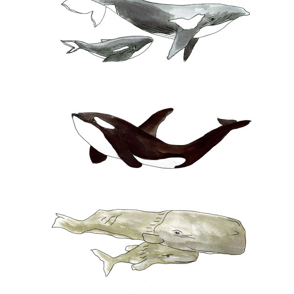 Cetaceans Poster - Etsy