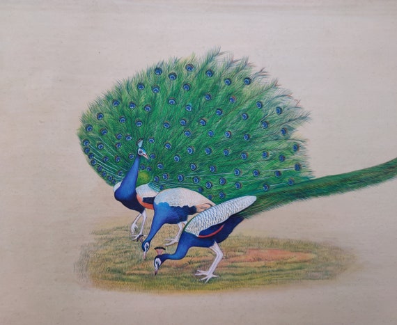 Indian National Animal Drawing