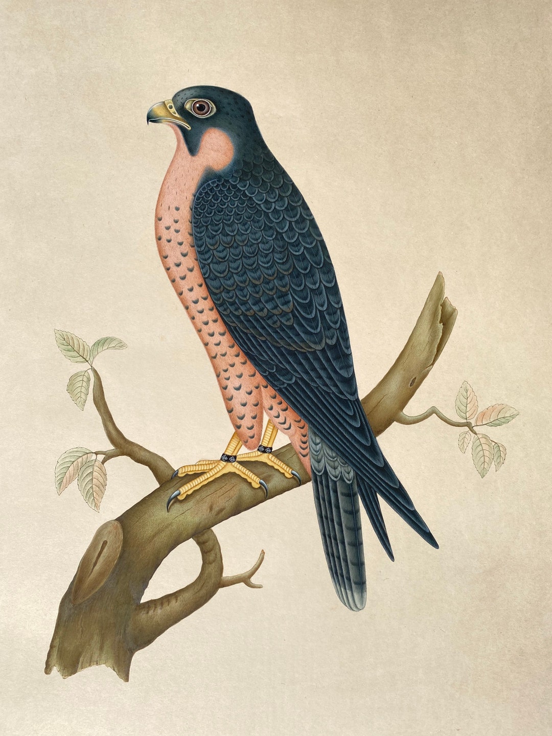 Miniature Falcon Painting: Original Mughal Bird Art - Etsy