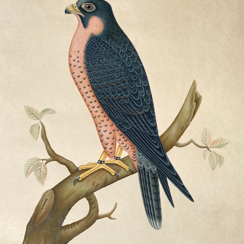 Hawk Art Indian Art - Etsy