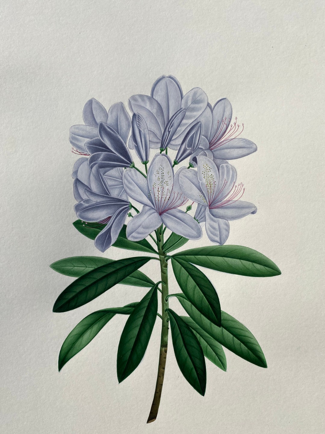 Rhododendron Botanical Art , Indian Flower Miniature Painting (original ...