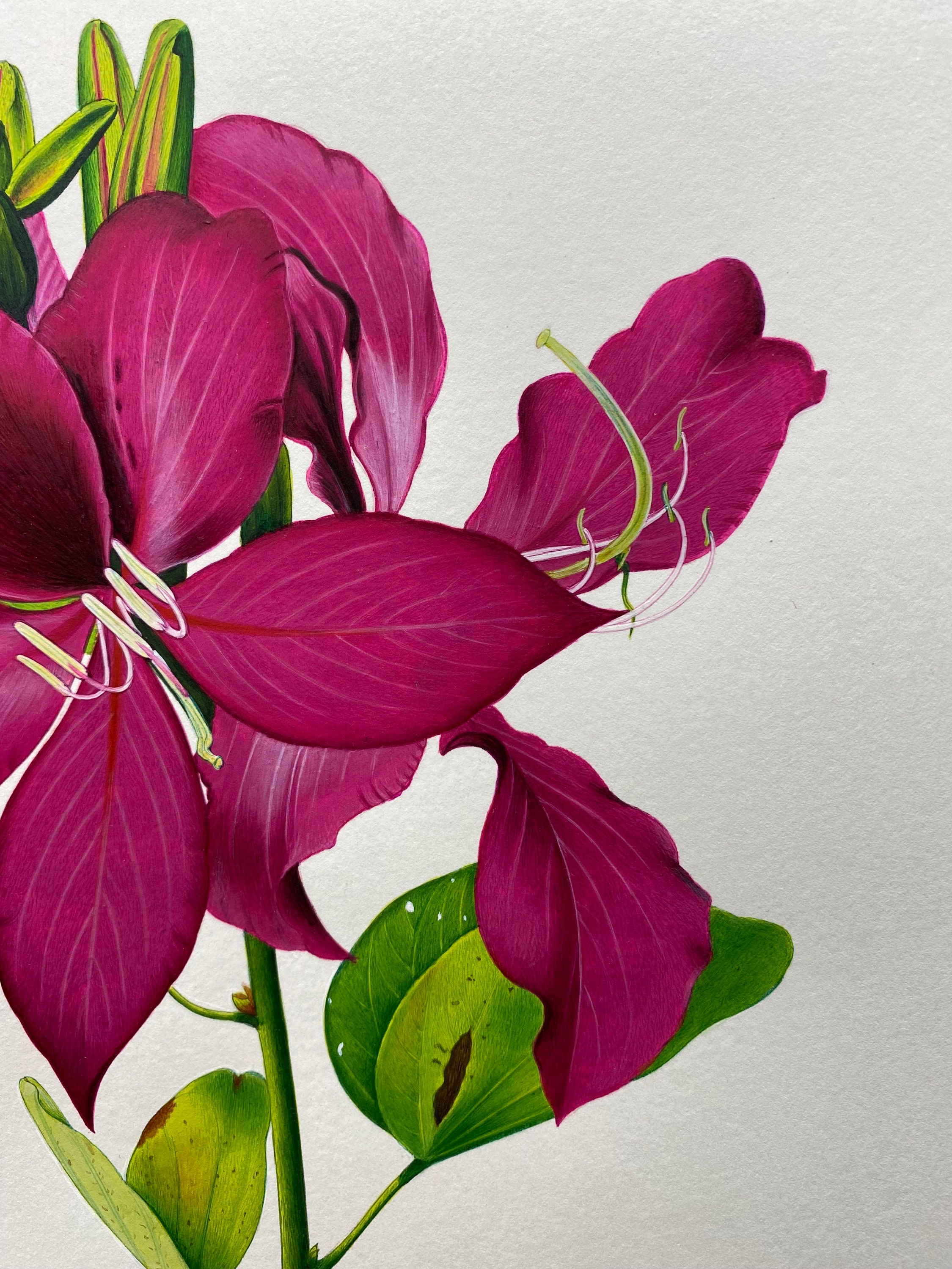 Kachanaar Botanical Art , Indian Flower Miniature Painting ...
