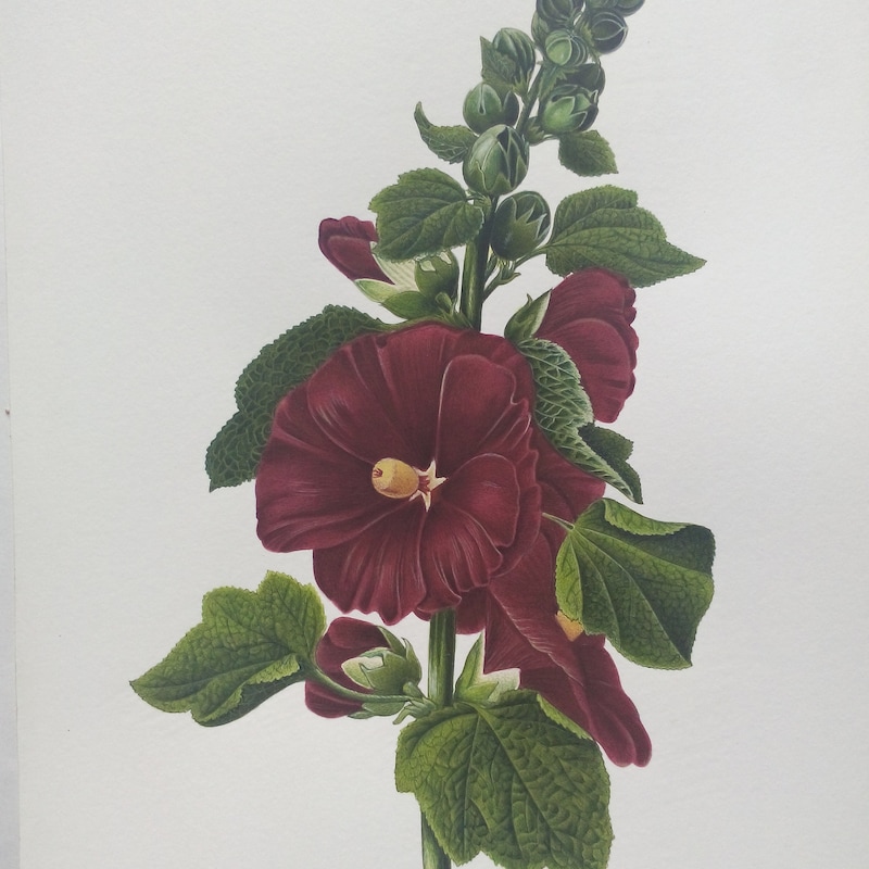 Miniature Hollyhock - Etsy