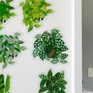 Monstera Adansonii Sticker, Swiss Cheese Plant Sticker, Clear Monstera ...