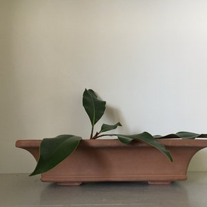 Terra Cotta Bonsai Planter Red Clay Rectangular Shallow - Etsy