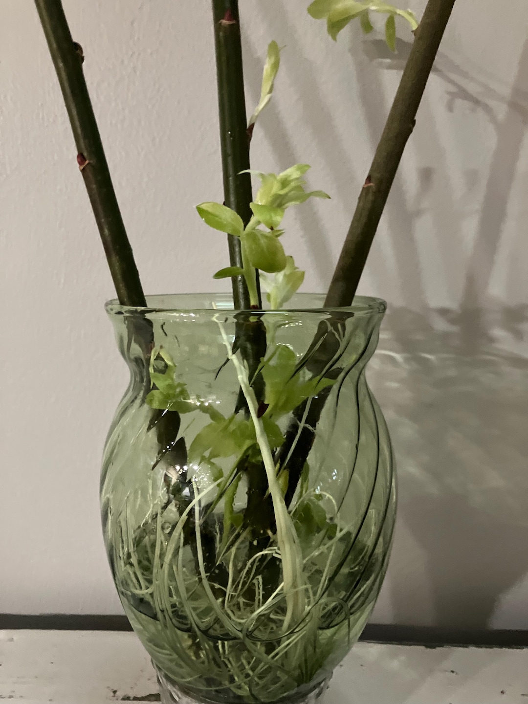 Green Glass Propagation or Rooting Vessel | Swirled Glass Teardrop ...