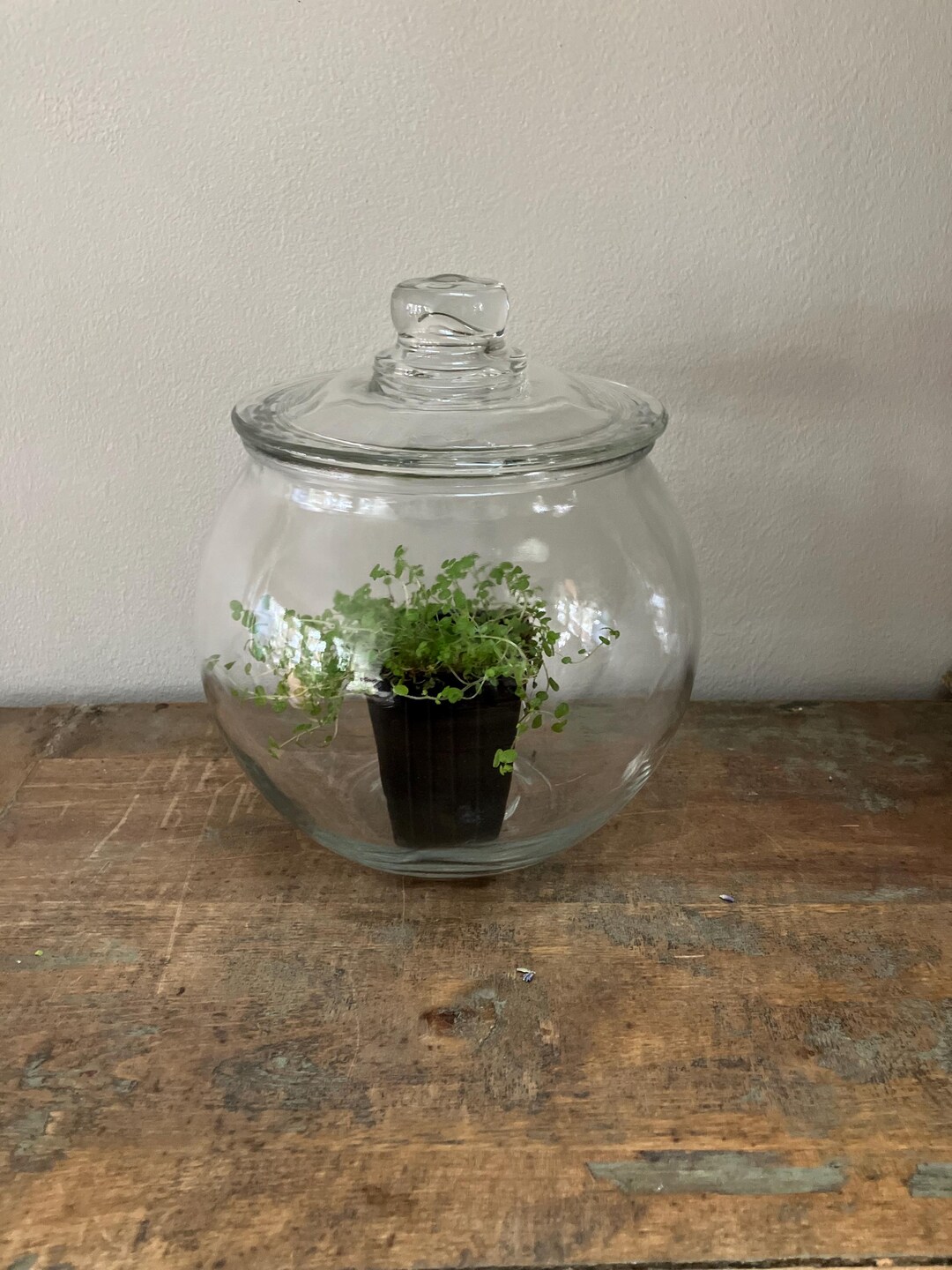 Vintage Glass Jar Short Chubby Round Glass Terrarium Old Fashion Clear ...