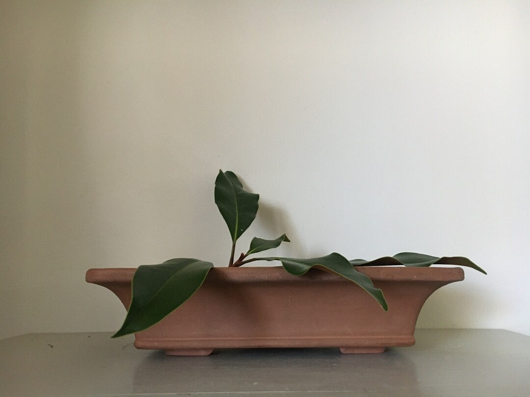 Terra Cotta Bonsai Planter Red Clay Rectangular Shallow - Etsy