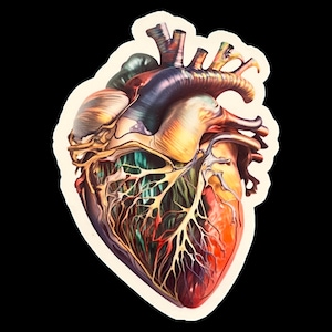 Human Heart Sticker, Anatomical Heart Sticker, Nurse and Doctor Sticker ...