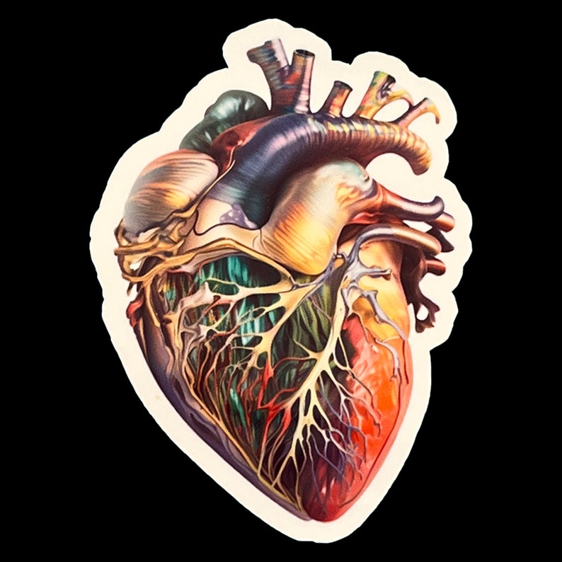 Human Heart Sticker Anatomical Heart Sticker Nurse and - Etsy